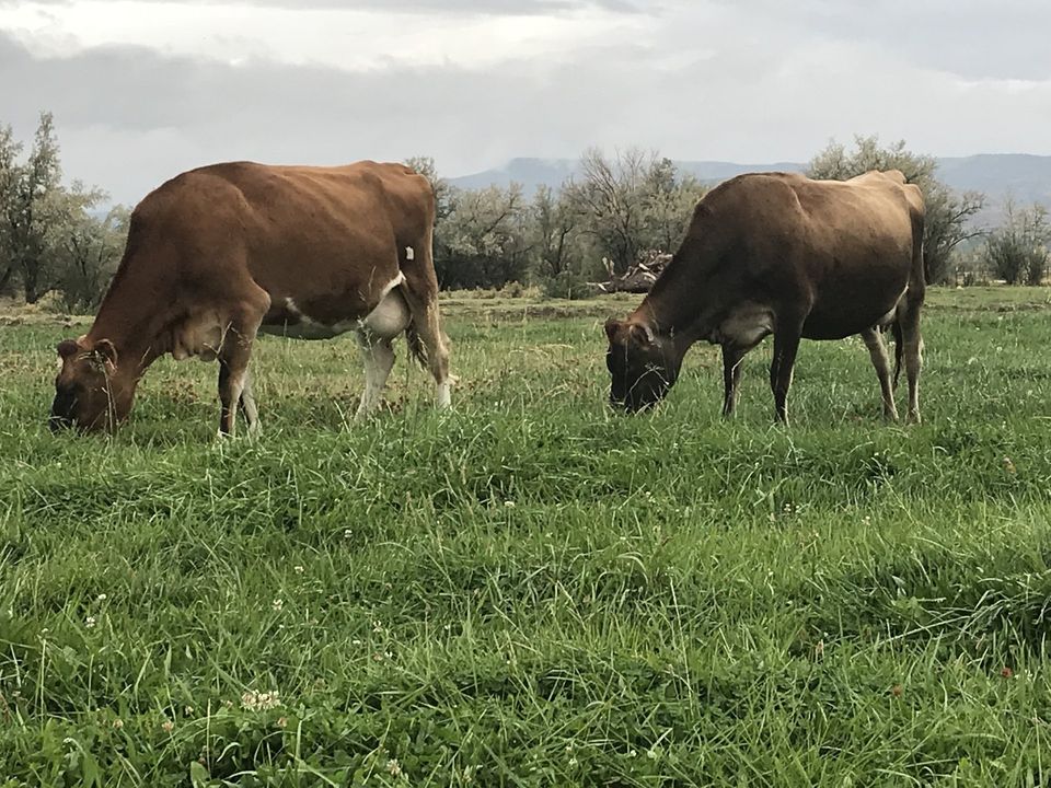 Hello From Vision Farms!